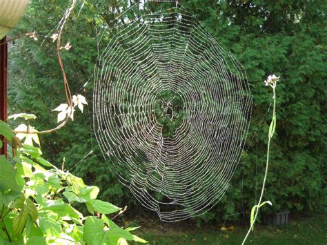 Insects And Their Habitat At Theresa Sotelo Blog