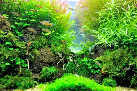 Christmas Moss Vs Java Moss Whats The Difference