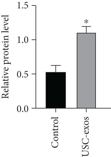 Usc Exos Resist Senescence And Promote Npc Proliferation And Ecm