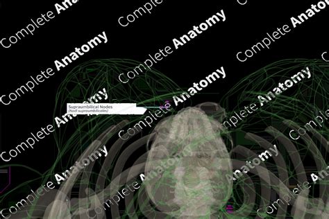 Supraumbilical Nodes Left Complete Anatomy