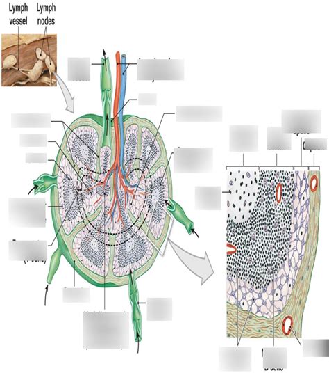 Lymph Node Diagram Quizlet