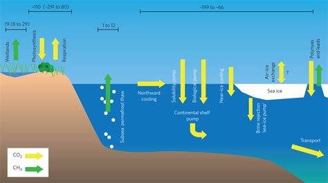 Arctic Ocean Plants
