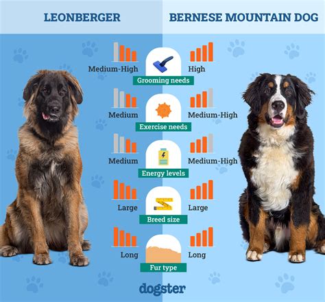 Leonberger Giant Dog Breeds