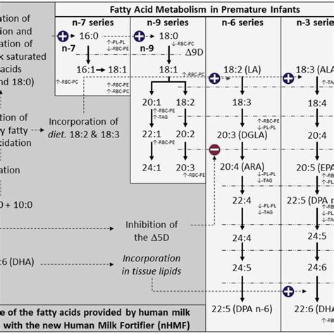Schematic Representation Of The Influence Of Dietary Fatty Acids