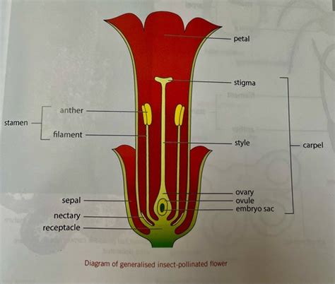 10 Sexual Reproduction In Plants Flashcards Quizlet