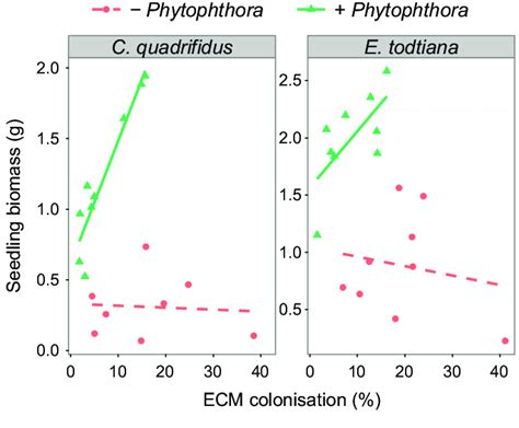 Relationship Between Ectomycorrhizal Ecm Root Colonization And Final