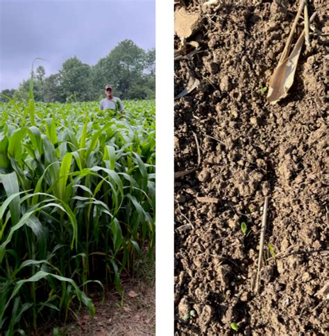 Forage Sorghum Fischer Farms