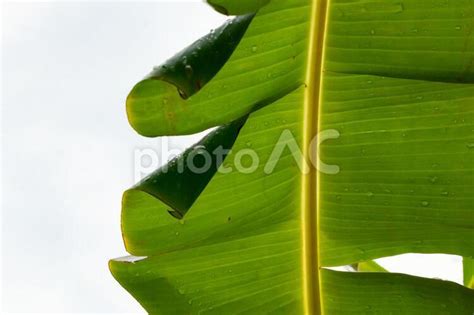 무료 사진 제목