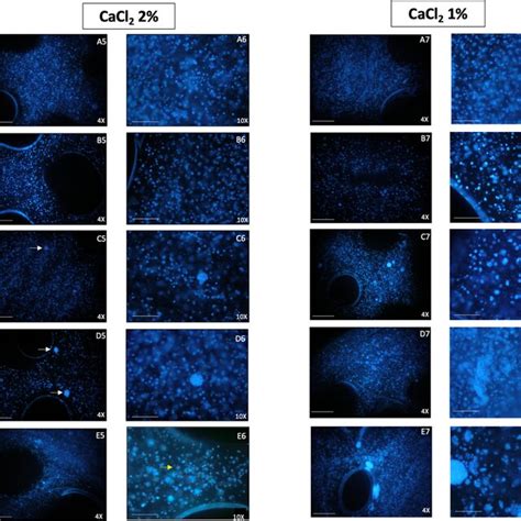Printed Constructs Images Obtained By Fluorescence Microscope Olympus