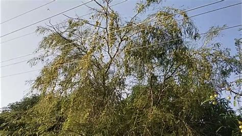 Nellikai Tree Small And Big Nellikai Youtube