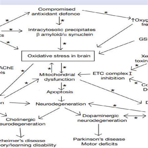 The Role Of Oxidative Stress And Mitochondrial Dysfunction In The