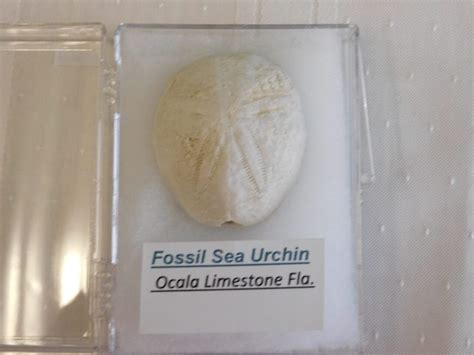 Fossil Sea Urchin Calcified Fossils And Artifacts For Sale Paleo