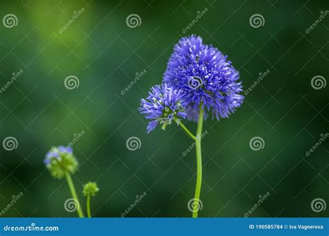 Gilia Capitata Blue Beautiful Flowering Plant Blue Thimble Flowers In
