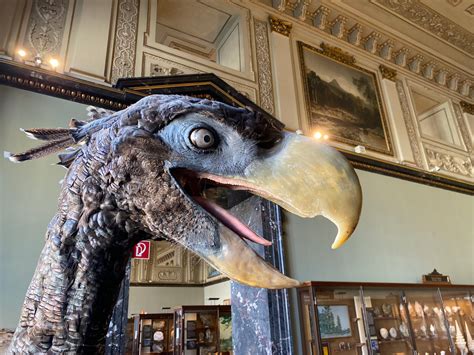 Whats The Biggest Bird In The World Atlas Obscura