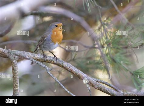 European Robin Courtship Display Robin Mating Stock Photo Alamy