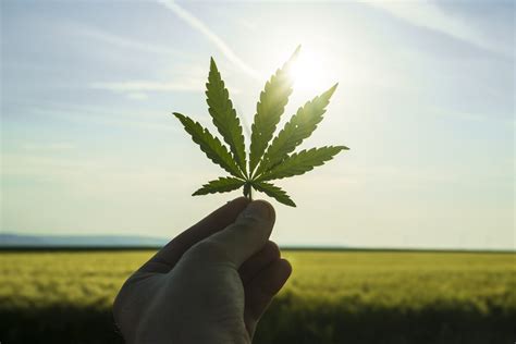 ¿Qué significa 420 y por qué se celebra en los Estados Unidos? - LA NACION