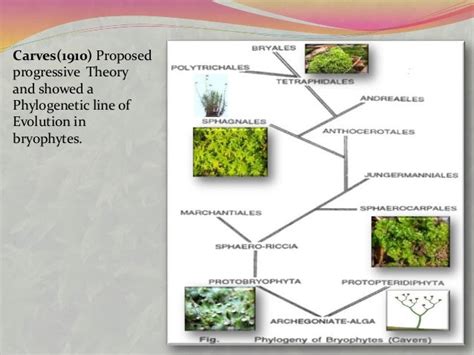 Origin And Evolution Of Bryophytes