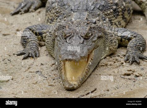 Siamese Crocodile (Crocodylus siamensis Stock Photo - Alamy
