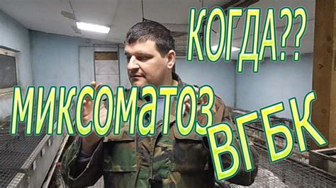 Вакцинация кроликов сроки вакцинации от миксоматоза и ВГБК Youtube