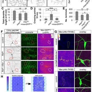 Mav Is Secreted And Can Diffuse Across The Body Wall Epithelium A Download Scientific Diagram