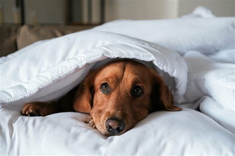 Mcp Tropfen Für Hunde
