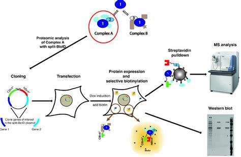 Overview Of The Split Bioid Procedure Protein 1 Interacts With Protein