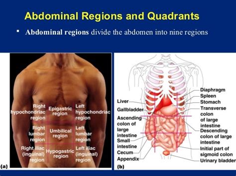 The Human Body An Orientation