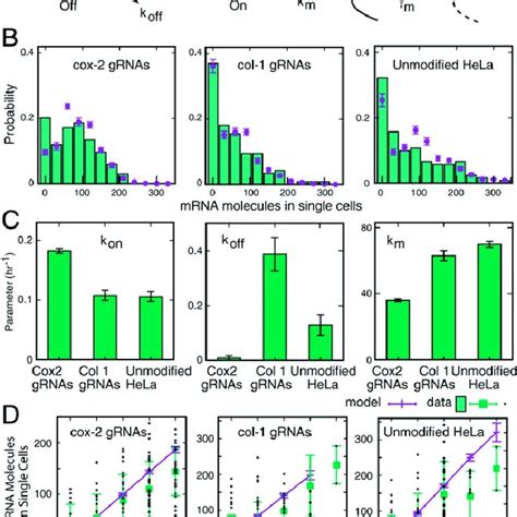 determination of the kinetic steps in transcription using single cell