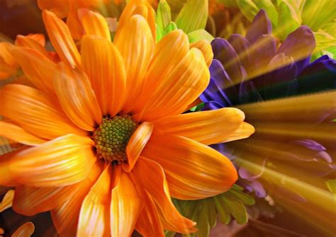 Go Ahead Make My Daisy Photograph By Monnie Ryan Fine Art America