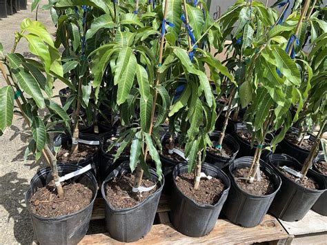 Grafted Mango Nam Doc Mai Live Tropical Fruit Tree 2 3ft Arbol Frutal