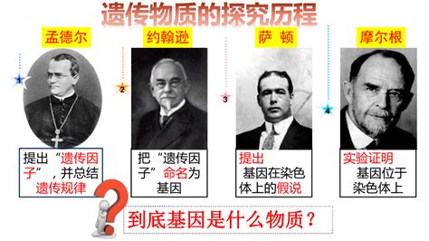 31dna是主要的遗传物质课件共27张ppt2022 2023学年高一下学期生物人教版必修二21世纪教育网 二一教育