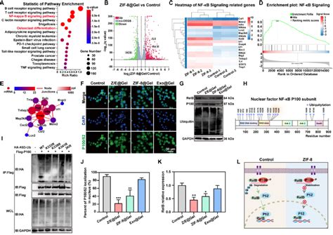 Bioactive Materials Tomid团队张超课题组在水凝胶支架封装msc Exos与zif 8以协同成骨与免疫调节促进骨再生方面发表论文 中山大学 骨科材料与植介入