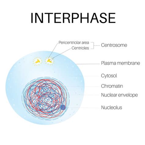 Mitosis Cell Cycle Flashcards Quizlet