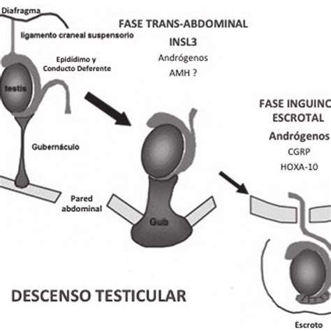 Pdf Criptorquidia Desde La Embriología Al Tratamiento