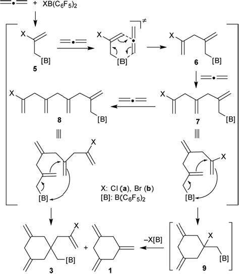 Reaction Pathway For The Xb C6f5 2 Mediated Allene Cyclooligomerization