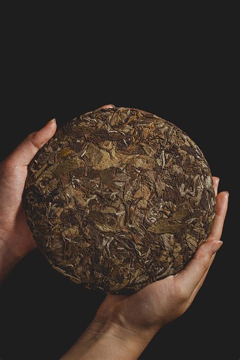 白牡丹茶饼（白茶）尹瀚逸 站酷zcool
