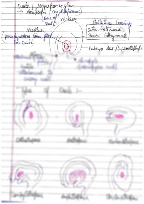 SOLUTION Types Of Ovule Angiosperms Studypool
