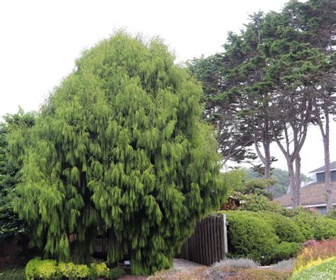 Dacrydium Cupressinum Rimu Leafland