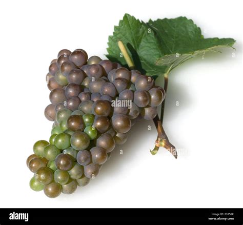 Pinot gris grape hi-res stock photography and images - Alamy