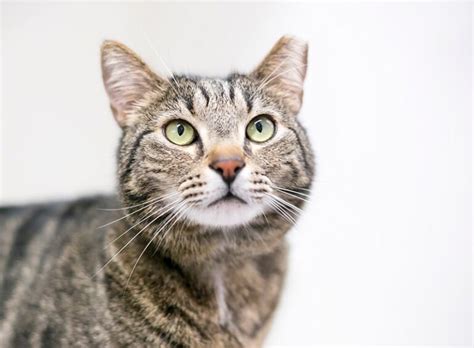 Ear Tipping For Cats Is It Ethical Why And How Its Done Pangovet