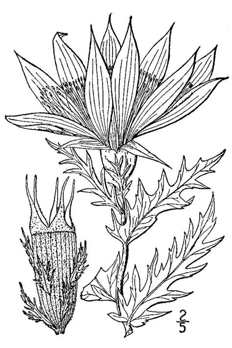 Sand Lily Plant Bamert Seed