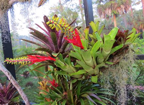 Aechmea Nudicaulis Bromeliad Paradise
