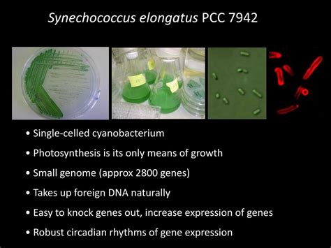 Ppt Circadian Rhythms In Synechococcus Elongatus Powerpoint