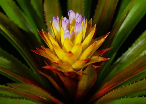 Aechmea Biflora Tropiflora Reviews On Judge Me
