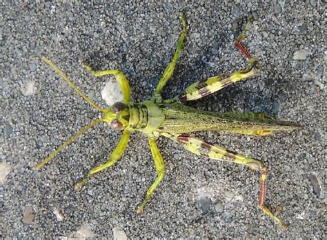 La Grasshopper Melanoplus Punctulatus Bugguidenet
