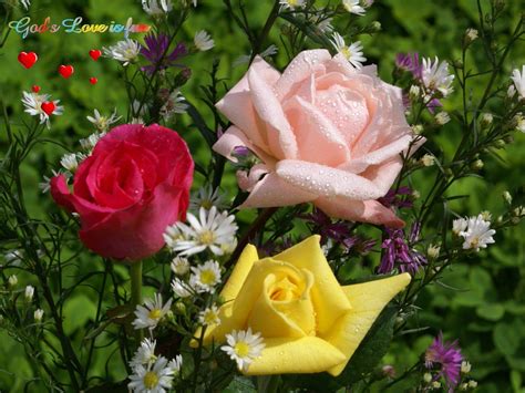 Single Yellow Rose Wallpapers Wallpaper Cave