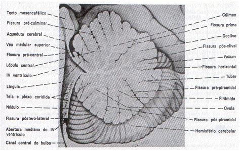 Sistema Nervoso Cerebelo Descrição Anatômica Do Cerebelo
