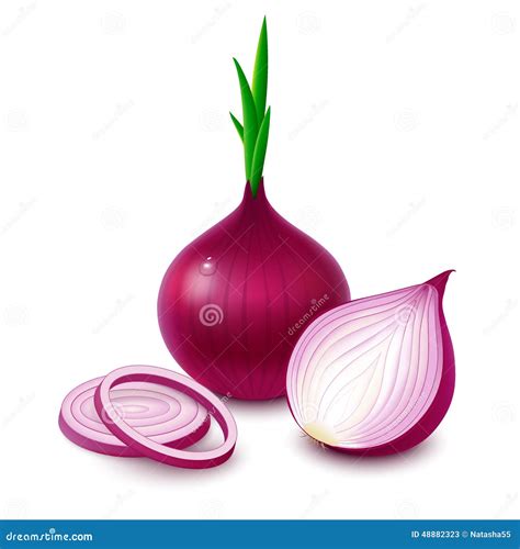 Oignon Rouge Sur Le Fond Blanc Illustration De Vecteur Illustration
