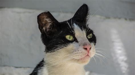 무료 이미지 화이트 거리 귀엽다 고양이 새끼 검은 호기심 눈 구레나룻 척골가 있는 그리스 흩어진 유럽