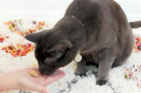 These Catnip Biscuits Will Make Your Favorite Felines Day